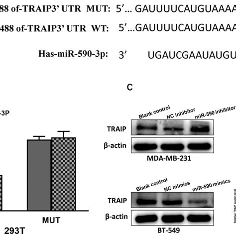 MiR 590 3p Directly Targets TRAIP And Represses TRAIP Expression A The