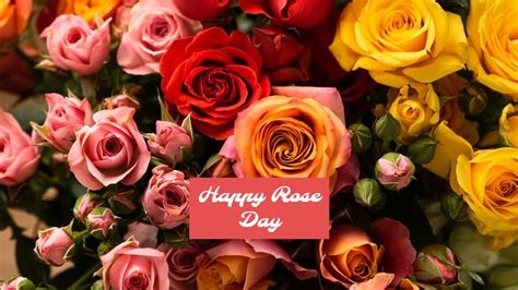 Happy Rose Day 2024 Wishes Greetings Messages Quotes Images