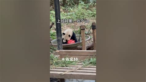 爱：今日替母上班 Panda 大熊猫 Cute Animals Giantpanda Funny 大熊猫爱爱大熊猫梅清
