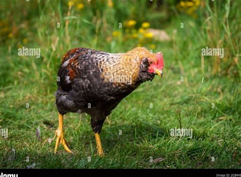 El Gallo Sin Cola Un Caso Curioso En La Naturaleza Blog Canarias Lofts