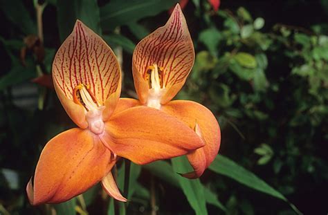 Disa uniflora - Gothenburg Botanical Garden
