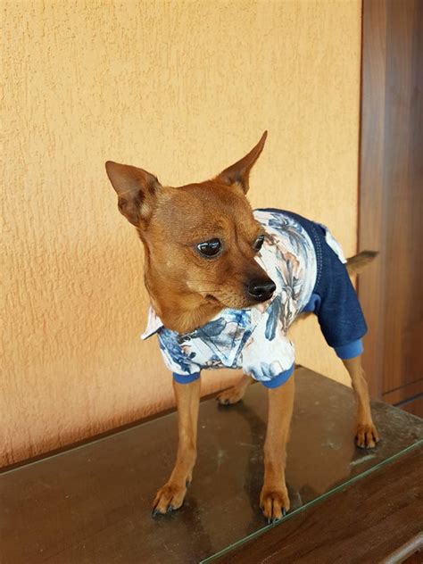 Тичер 📣 УПИСИ Курсеви по странски јазици Подготовка на предучилишни деца за училиште