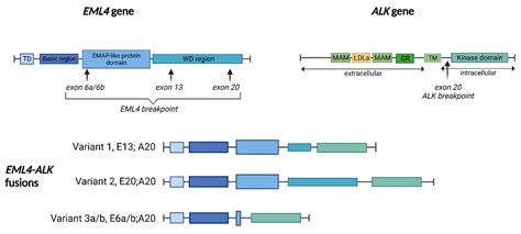 The Landscape Of Alk Rearranged Non Small Cell Lung Cancer A