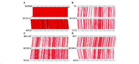 Whole Genome Alignment Of Wild Type Chi14 With Other T4 Like Phages Download Scientific