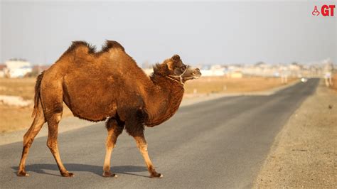 From The Year Of Millets To The Year Of Camelids In 2024 Gomantak Times