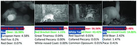 Examples Of Misclassified Images From Mcti Download Scientific Diagram