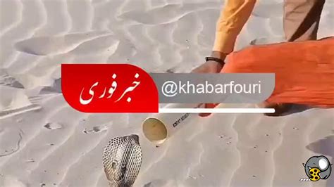 🔺️به دام انداختن مار کبری به همین سادگی فیلو