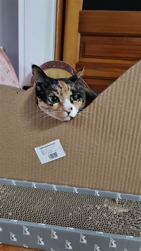메이플스토리 인벤 울집 고양이 볼래 메이플스토리 인벤 자유게시판