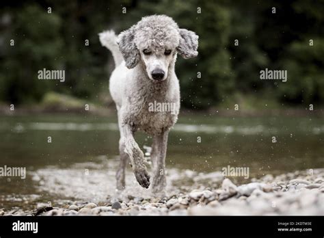Running Standard Poodle Stock Photo Alamy