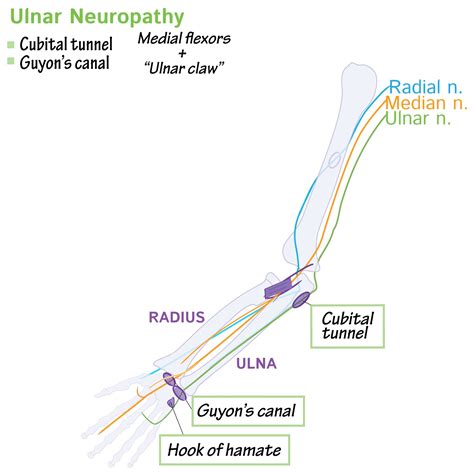 Neuroanatomy Glossary Ulnar Neuropathy Ditki Medical And Biological Sciences