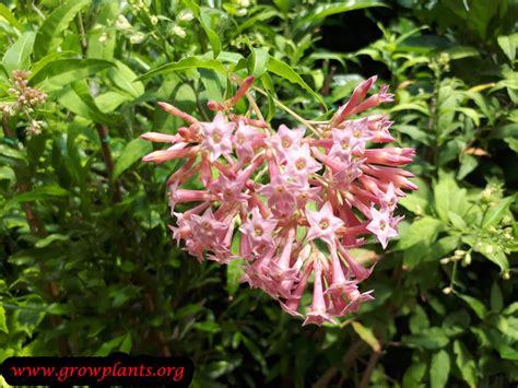 Cestrum Elegans How To Grow And Care
