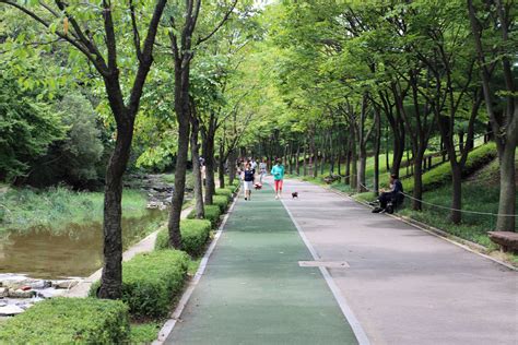 무료 이미지 나무 숲 잔디 목재 도로 꼬리 거리 잎 꽃 보도 산책 녹색 공원 데스크톱 식물학 조깅