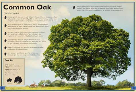 The Magnificent Book Of Trees Book By Tony Russell Val Walerczuk