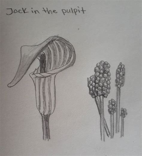 Jack In The Pulpit By Elementalemily On Deviantart