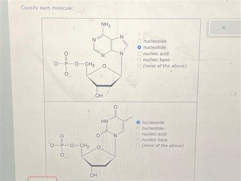 Solved Classify Each Molecule Nucleoside Nucleotide