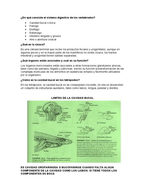 Guia Ii Anatomia Comparada Pdf Digestión Sistema Digestivo Humano