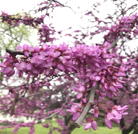 Cercis Siliquastrum L Flora Y Fauna Udec Chillán