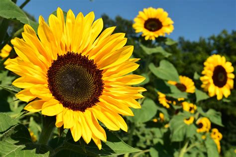 Girasol La maravillosa planta de tu jardín que mira al sol de frente