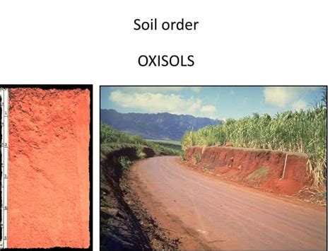 Assignment Oxisol Pptx