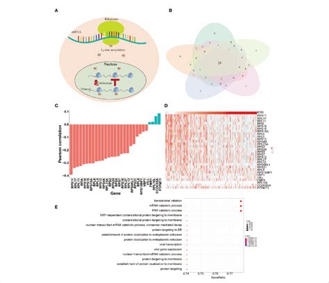 The Hirand Interpretation To Identify Predictive Markers A Schematic