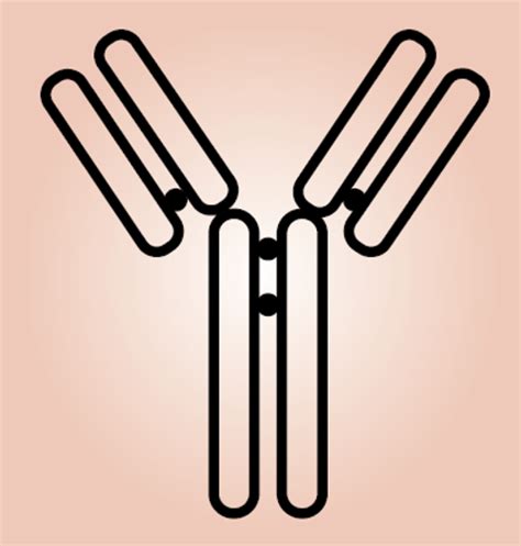 Anti Apolipoprotein E Human Mab Catalog No Mbl M068 3