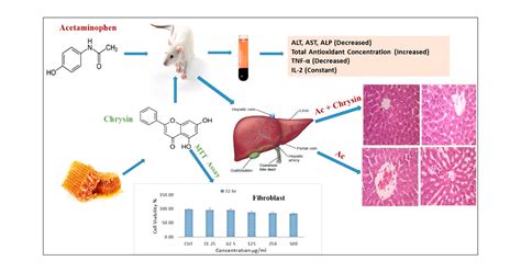 Chrysin Effect In Prevention Of Acetaminophen Induced Hepatotoxicity In