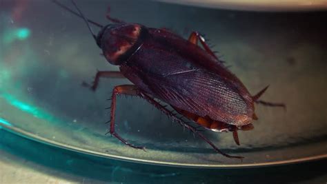 American Cockroaches Periplaneta Americana The Cockroach Made Many
