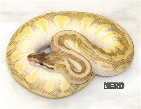Granite Ball Python Traits Morphpedia