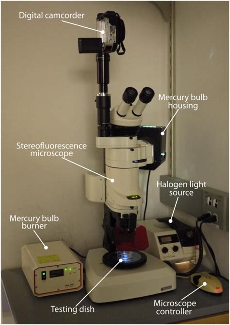 Optogenetic Manipulation Of Neural Circuits And Behavior In Drosophila Larvae Pmc