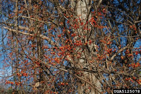 Asiatic Bittersweet Got Pests Board Of Pesticides Control Maine Dacf