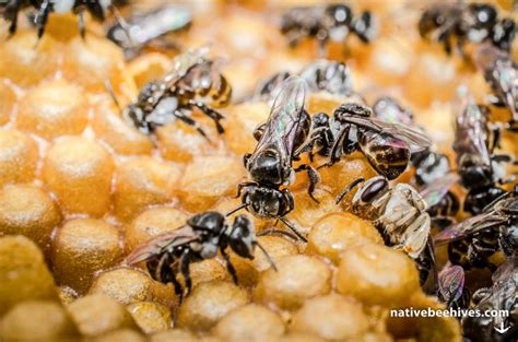 Native Stingless Bees Tetragonula Carbonaria