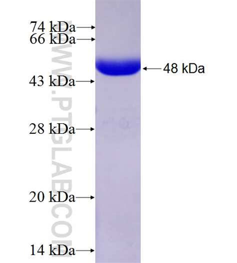 Luciferin 4 Fusion Protein Ag27633 Proteintech