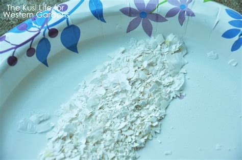 3 Ways To Get Rid Of Snails Western Garden Centers