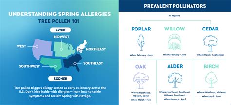 Tree Pollen Allergies