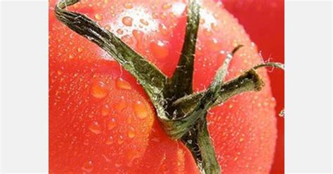 Coretex Intelligent Agriculture On Linkedin Unfavorable Weather Affects Tomato Production In