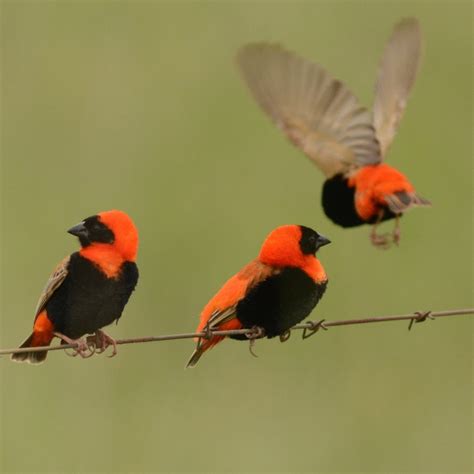 Coding Gamer Youtube