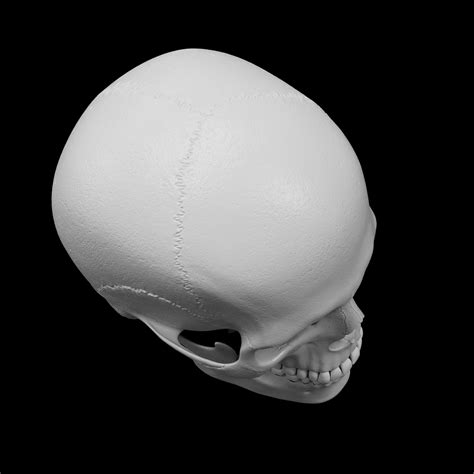 Cranium Skull C Spine 3d Model 3d Printable Cgtrader