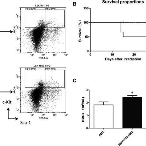 FG4592 Enhances Hematopoiesis After Bone Marrow Transplantation We