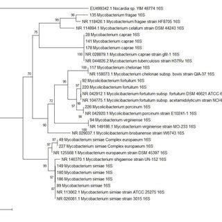 The Phylogenetic Tree Using The Neighbor Joining Algorithm Based On S