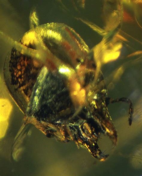 A Beetle With Ferocious Fangs And A Beautiful Iridescent Metallic Body