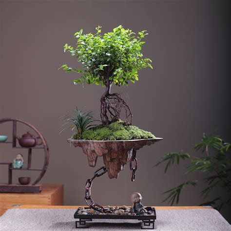 新品天空之城提根雀梅苔藓悬浮绿b植盆景栽办公室内玄关书桌面净虎窝淘