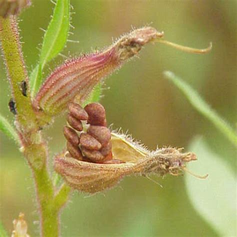 Mexican Heather Cuphea Hyssopifolia Plant Care And How To Grow Water
