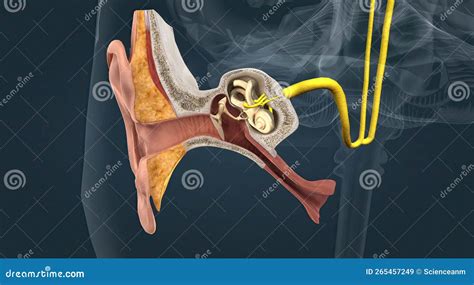 Sensory Innervation To The External Ear Is Supplied By Both Cranial And