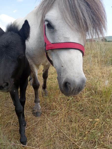Продаются пони Серой кобылке 5 лет спокойная не ударит не укусит И жеребёнок кобылка