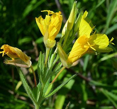 Oenothera Pilosella Page
