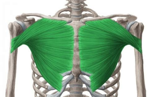 대흉근pectoralis Major 큰가슴근 대흉근 해부학가슴운동 가슴스트레칭 가슴통증 팔통증 팔저림 네이버 블로그