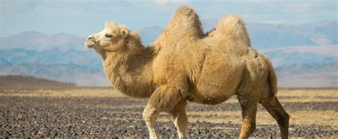 What Is A Camel Smrt English
