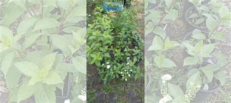 Гортензия метельчатая купить в Ростове-на-Дону | Товары для дома и дачи ...
