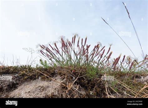 Sand Pink Growing On Sand On A Very Thin Layer Of Organic Matter In