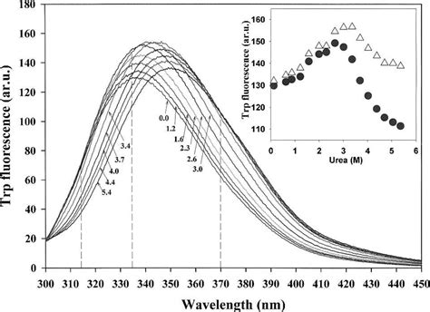 Trp Fluorescence Spectra Of Apomyoglobin At Various Urea Concentrations